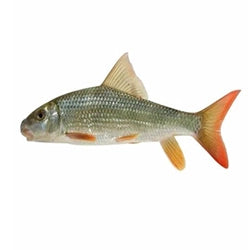 Fresh River Fish for Tasty Dishes – Greenvalley Rwp