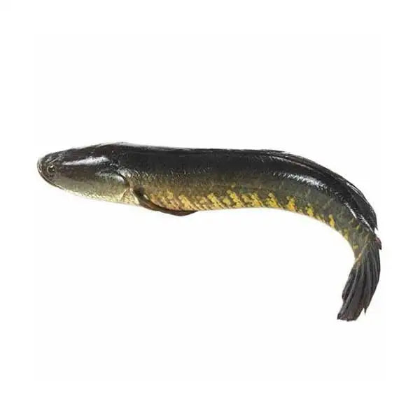 River Sole Fish Large 1kg – Greenvalley Rwp